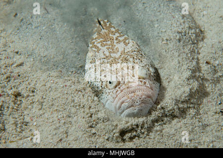 Stargazer priest fish hunting in sand in Philippines Stock Photo - Alamy