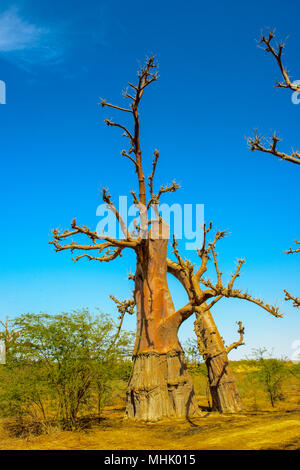 Close view of the baobab tree, Africa, Senegal Stock Photo - Alamy