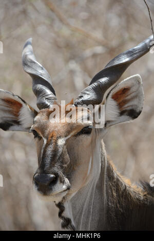 Portrai of a cool antelope Stock Photo - Alamy