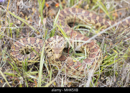Pacific Gopher Snake hiding in grass in defensive posture. Arastradero ...