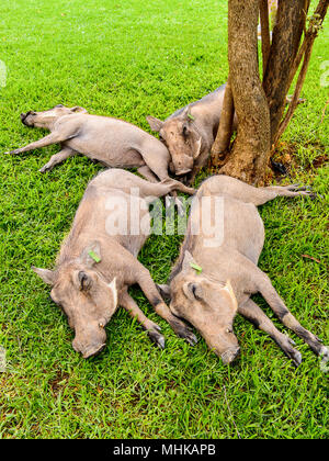Pigs sleeping under the tree Stock Photo - Alamy