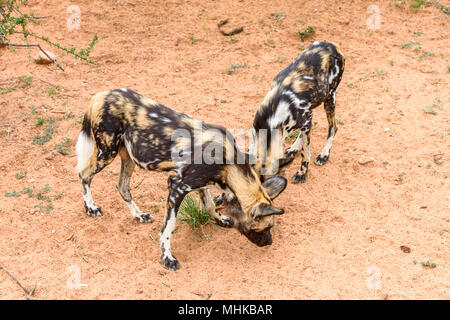 Wild Dog at the Lioness portrait at the Naankuse Wildlife Sanctuary ...