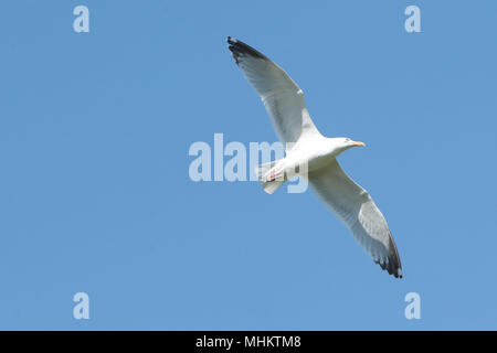Brighton and Hove albion mascot Gully the seagull Stock Photo ...