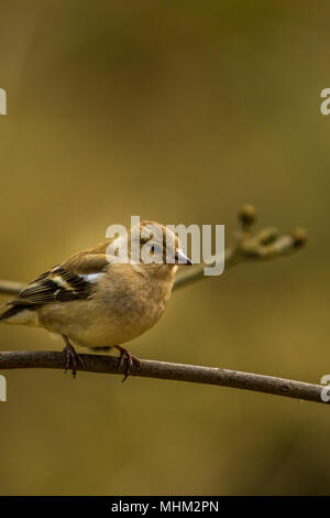Female Chaffinch at RSPB Bird Hide on Lake Vyrnwy Stock Photo - Alamy