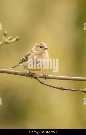 Female Chaffinch at RSPB Bird Hide on Lake Vyrnwy Stock Photo - Alamy