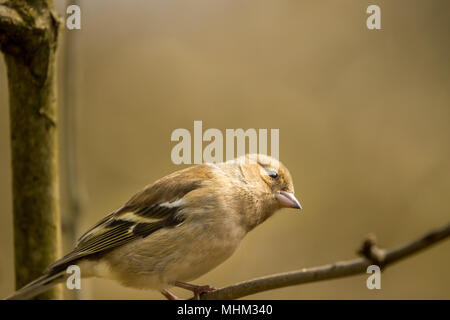 Female Chaffinch at RSPB Bird Hide on Lake Vyrnwy Stock Photo - Alamy