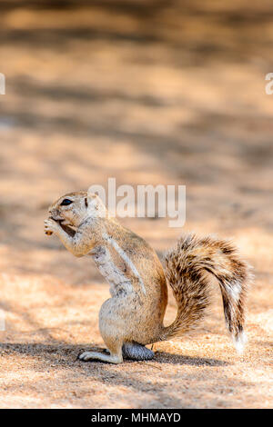 Meerkat (Suricate) eats a nut in Namibia Stock Photo - Alamy