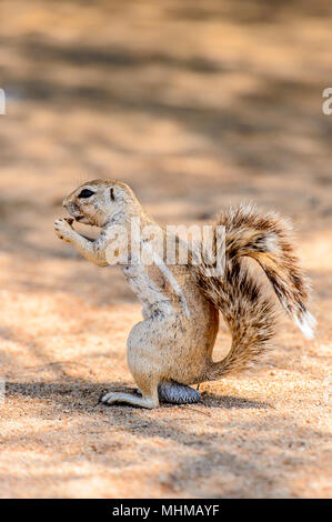 Meerkat (Suricate) eats a nut in Namibia Stock Photo - Alamy