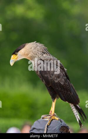 Caracara hawk during a show Stock Photo - Alamy