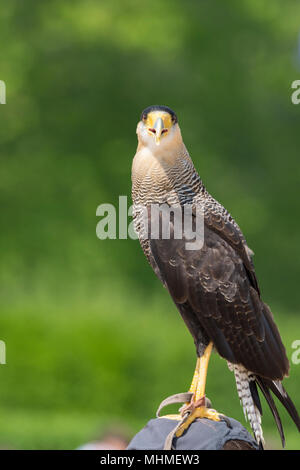 Caracara hawk during a show Stock Photo - Alamy