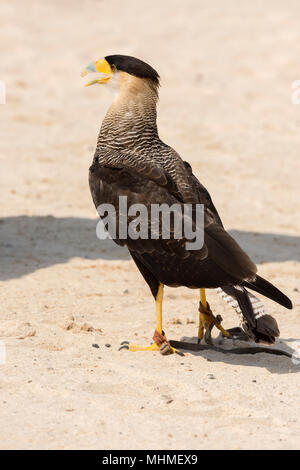 Caracara hawk during a show Stock Photo - Alamy