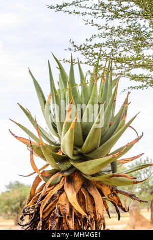 Nature of the Erindi Private Game Reserve, Namibia Stock Photo - Alamy