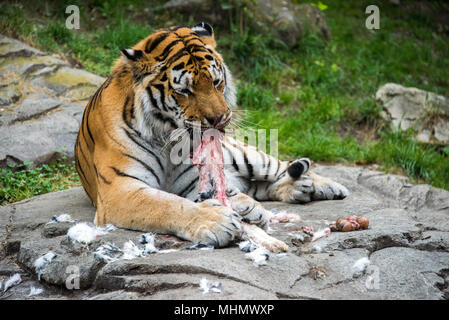 Siberian tiger eating and looking at you in the forest background Stock ...