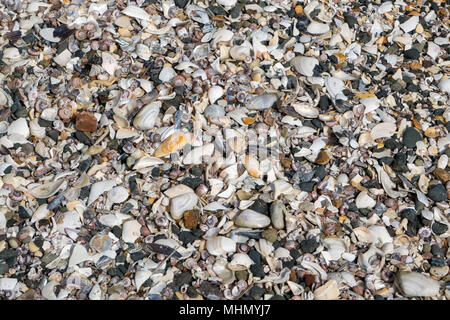 Shells on Onetangi NEw Zealand beach Thousand of different kind Stock ...