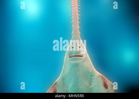 sawfish underwater close up detail of mouth and saw Stock Photo - Alamy