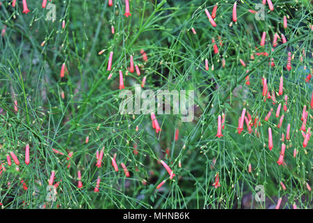 Fountainbush or firecracker plant, Russelia equisetiformis (Russelia ...
