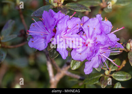 Spring flowers of the compact dwarf shrub, Rhododendron 'Ramapo' Stock ...