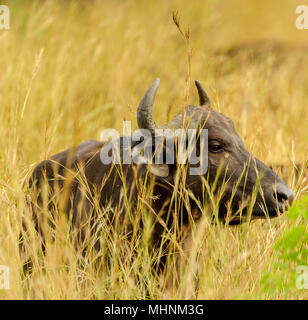 Portrait of a scary buffalo from Africa Stock Photo - Alamy