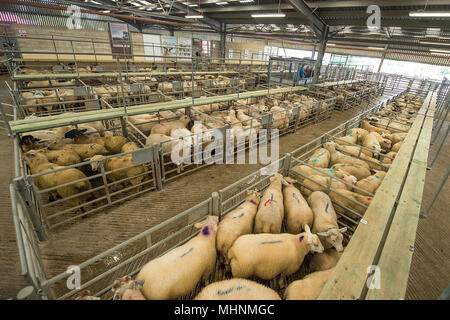 Sheep at Frome livestock market Stock Photo - Alamy