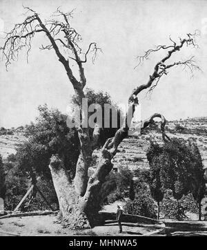 Abraham's Oak, Mamre, Palestine, Ancient oak tree (Quercus pseudo ...