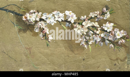 Shields Frederic James - a Study of Apple Blossom - British School ...