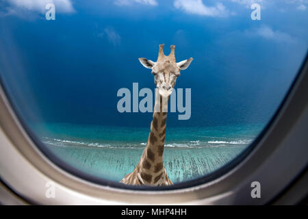 Giraffe outside airplane window on deep blue sky and clouds background ...
