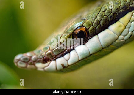 Philodryas Baroni Green Snake baron racer macro Stock Photo - Alamy