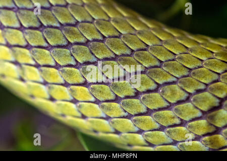 Philodryas Baroni Green Snake baron racer macro Stock Photo - Alamy