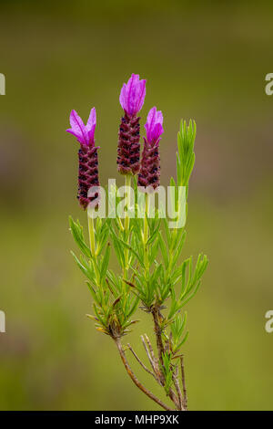 French lavender (Lavandula stoechas), Portugal Stock Photo - Alamy