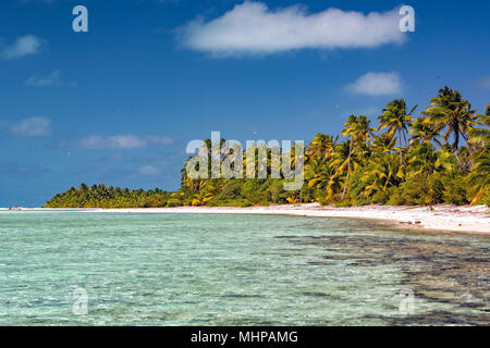 Aitutaki island coconut tree on Polynesia beach Wonderful lagoon in ...