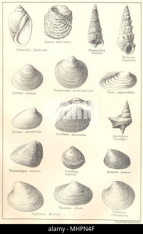 BRITISH FOSSILS. Lower Eocene - Woolwich & Reading, & Thanet Beds ...