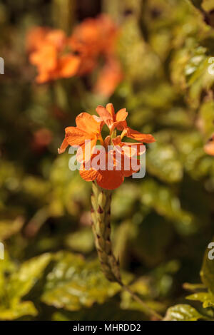 Firecracker flower (Crossandra infundibuliformis) in full bloom Stock ...