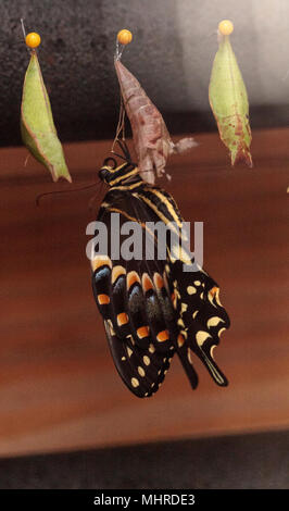Palamedes swallowtail butterfly, Papilio palamedes, emerges from a ...