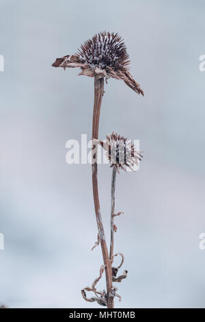 A dried Echinacea flower in winter time on blurred background. Close-up ...