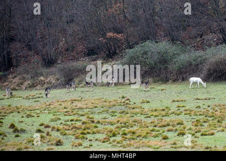 three white deer together ultra rare portrait Stock Photo - Alamy