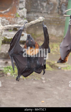 Flying fox close up portrait detail view hanging from a branch Stock ...
