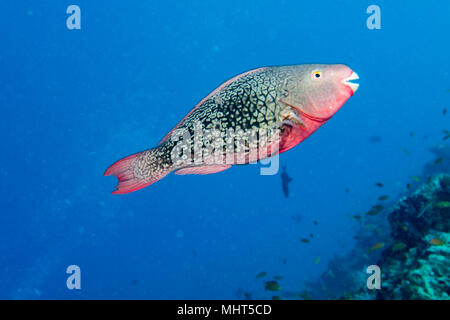 Parrot fish Maldives Stock Photo - Alamy