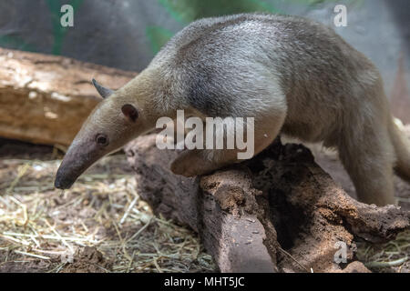 Southern Tamandua or Lesser Anteater (Tamandua tetradactyla), adult ...