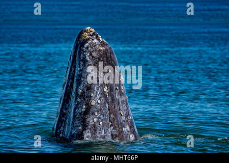 grey whale mother nose going up in the Pacific ocean Stock Photo - Alamy