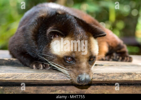 Mongoose Kopi luwak is coffee that includes part-digested coffee ...