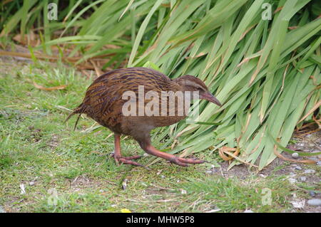 New Zealand weka, flightless bird, wandering around on lawn Stock Photo ...