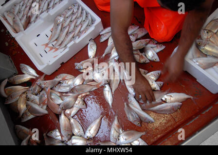 Anzio, Rome. Fishing expedition. Italy Stock Photo - Alamy
