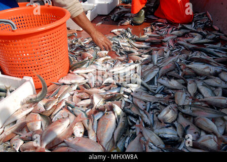 Anzio, Rome. Fishing expedition. Italy Stock Photo - Alamy