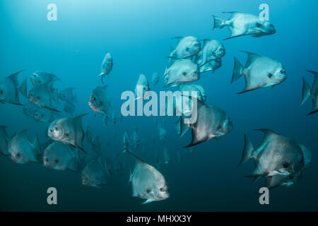 Underwater shot of schooling atlantic spade fish, Quintana Roo, Mexico ...