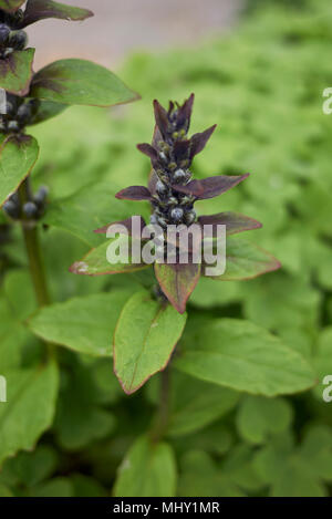A stem of Bugle Ajuga reptans with green leaves and a terminal spike of ...