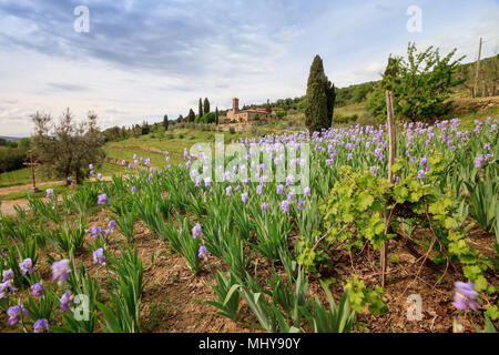 Chianti, April 2018: Tuscan vineyard landscape with iris blooming ...