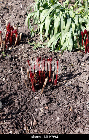 Shoots of growth, Plants, Shoots, Peonies, Peony shoots, Budding Stock ...