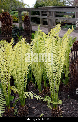 Clump of ostrich ferns Stock Photo - Alamy