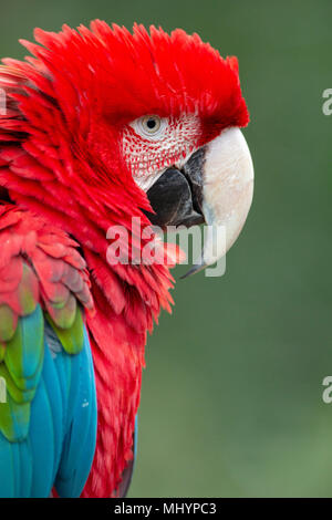 Red Macaw isolated from background Stock Photo - Alamy