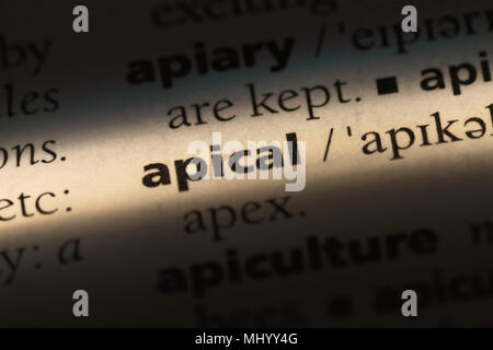 apical word in a dictionary. apical concept Stock Photo - Alamy
